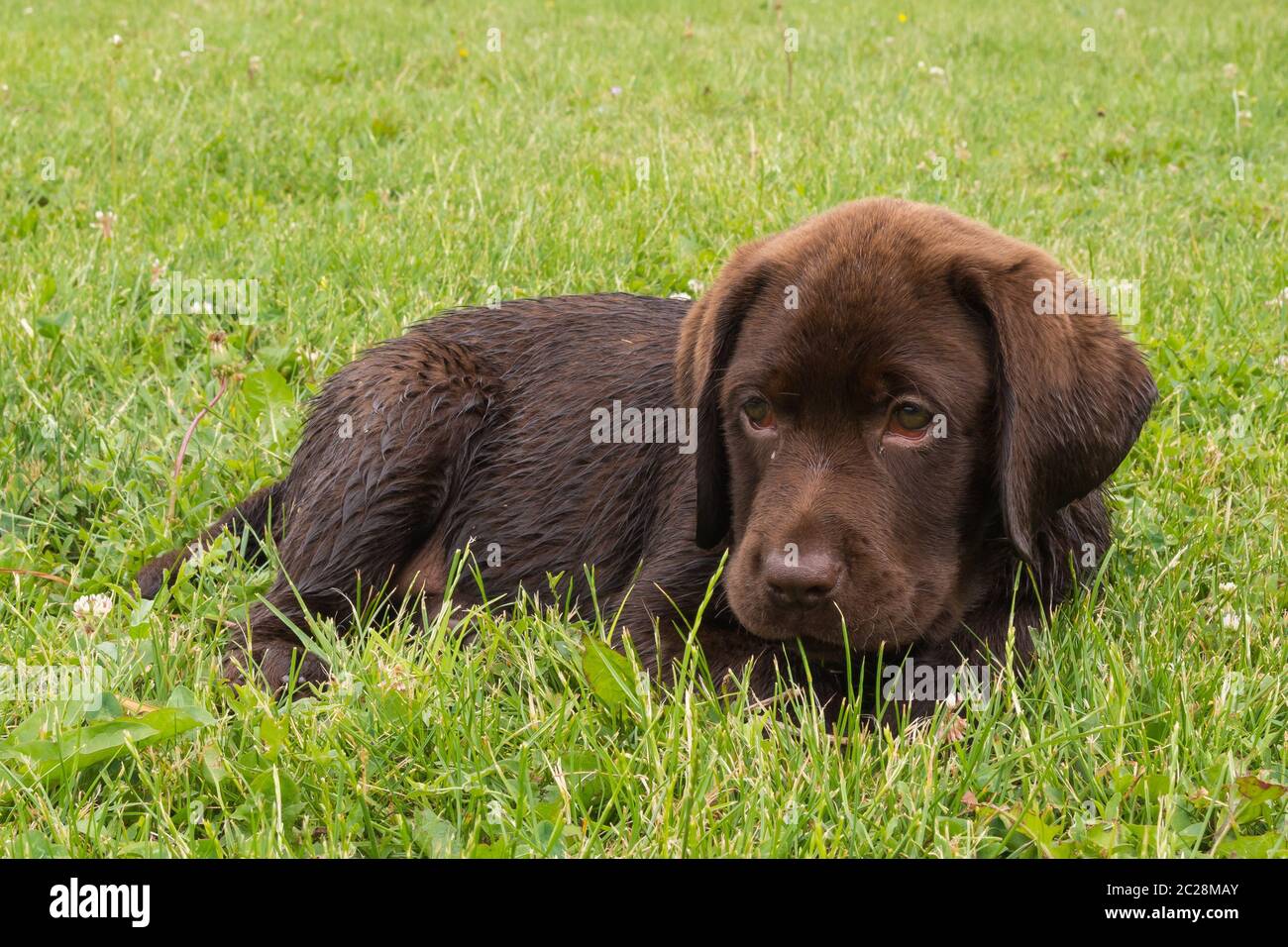 Cute baby labrador hi-res stock photography and images - Alamy