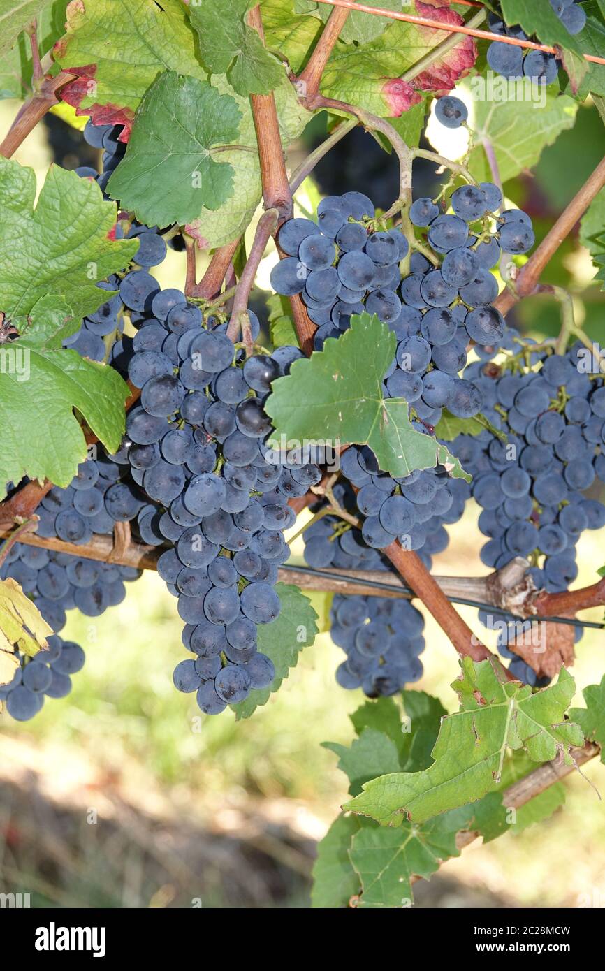 Bunch of grapes Stock Photo - Alamy