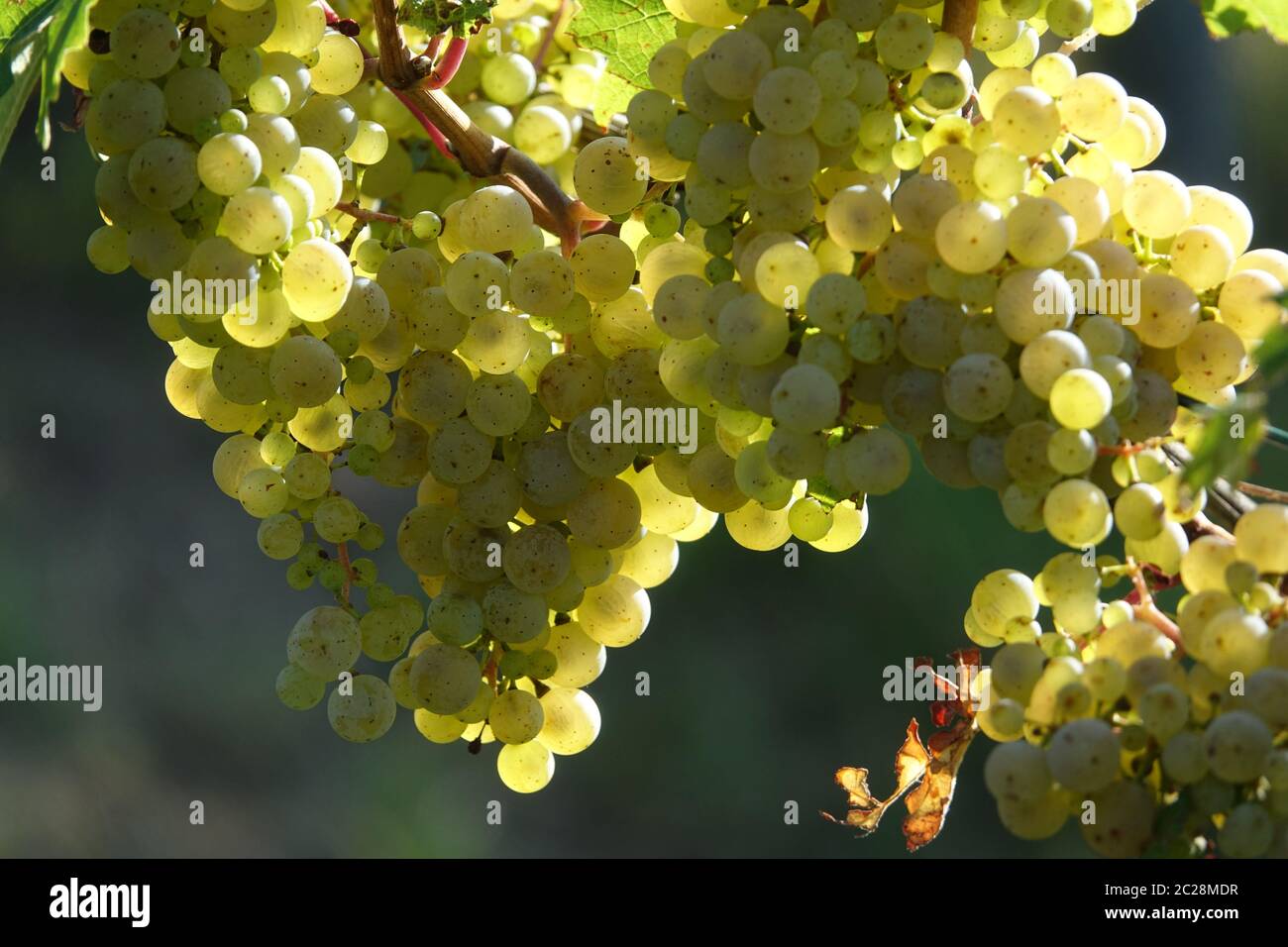 Yellow grapes hi-res stock photography and images - Alamy