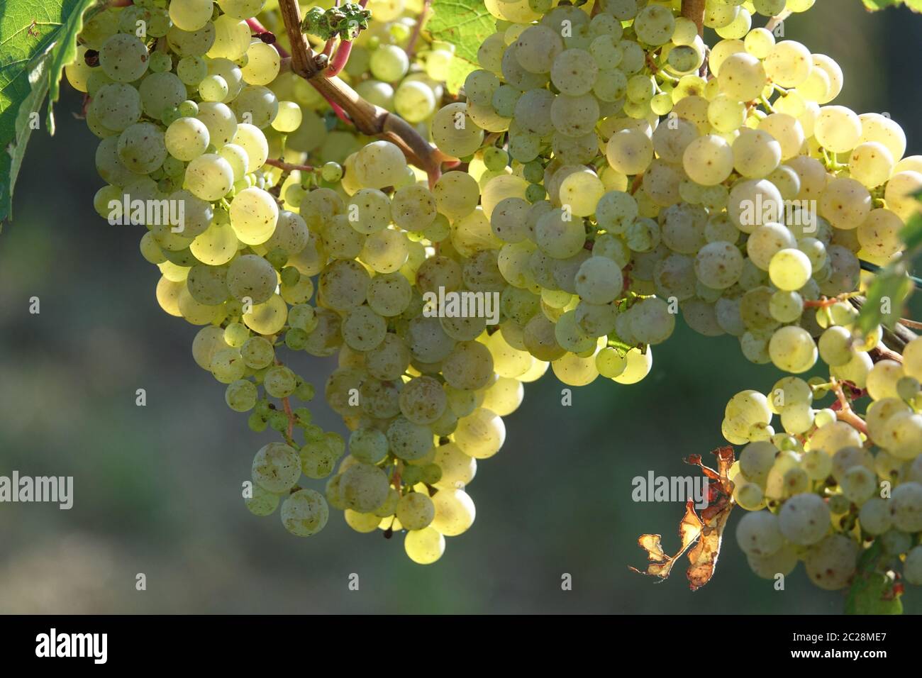 Grapes and fruit hi-res stock photography and images - Alamy