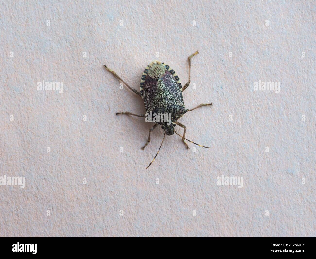 green shield bug aka Nezara Viridula animal of phylum Euarthropoda ...