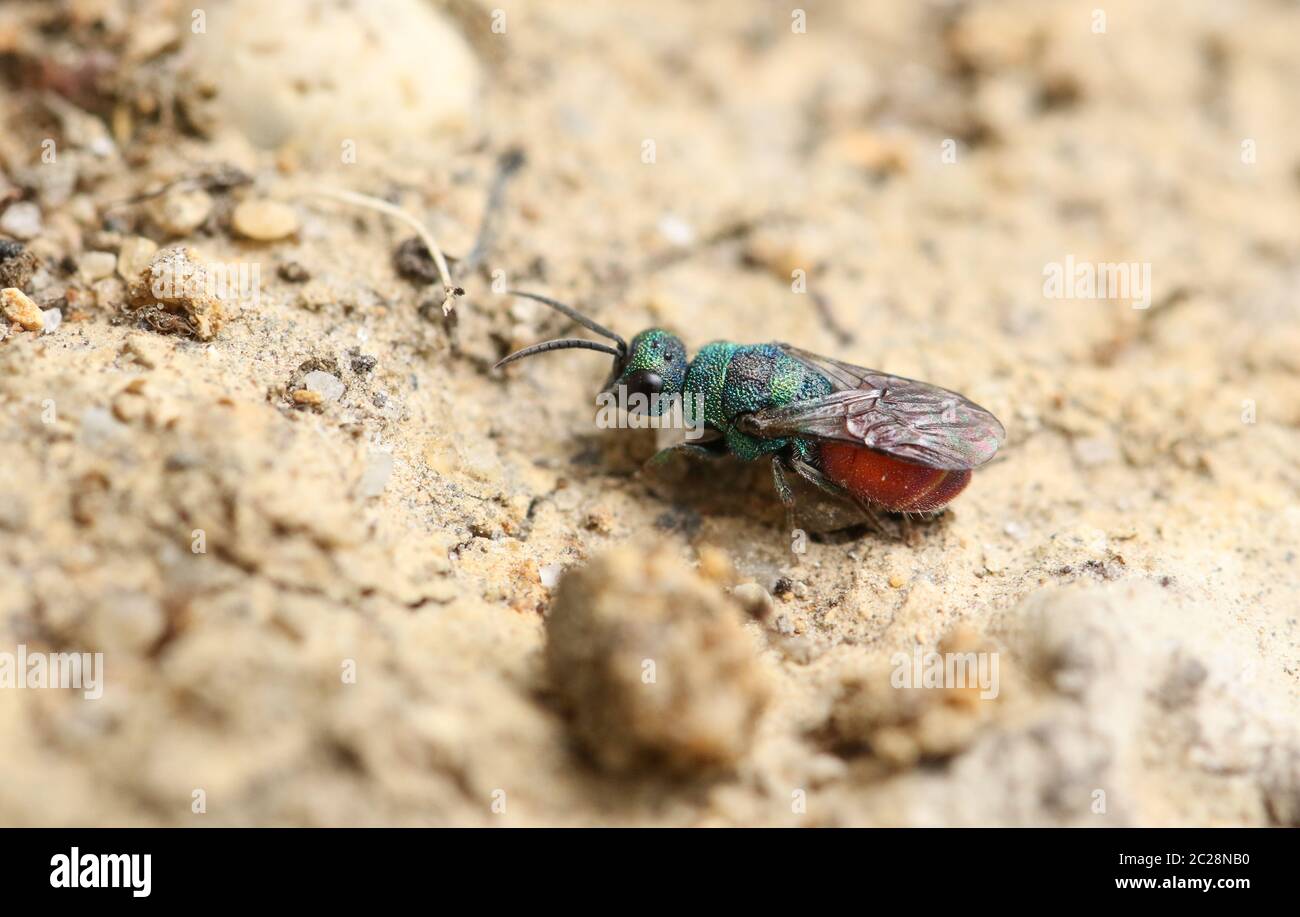A tiny Ruby-tailed Wasp, Chrysididae, resting on the ground at the edge ...