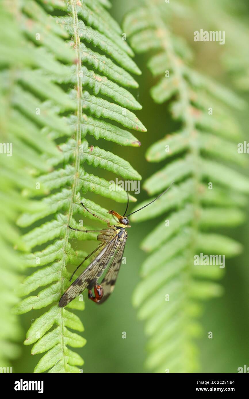 Bracken bug hi-res stock photography and images - Alamy
