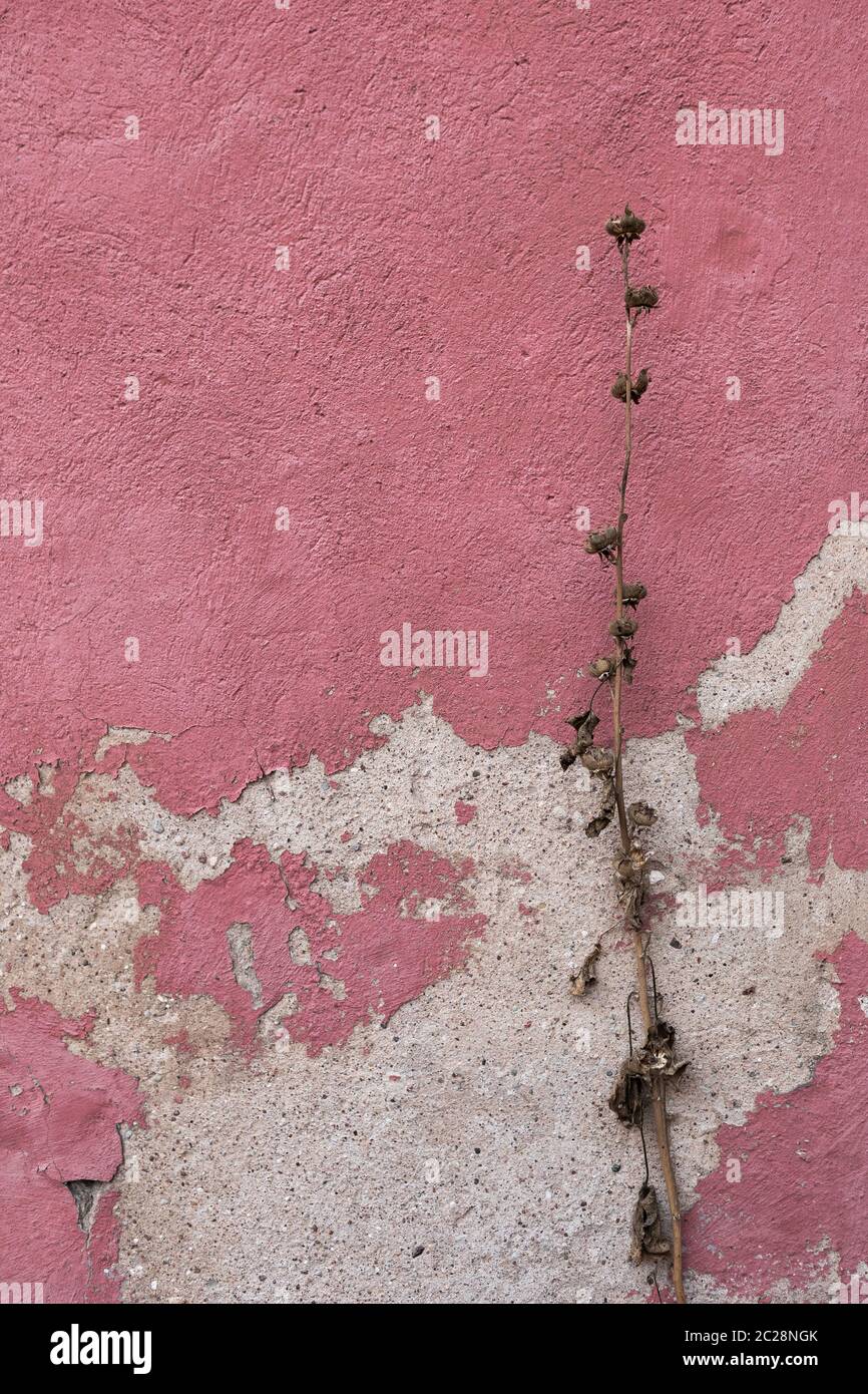 Pink cement wall hi-res stock photography and images - Alamy