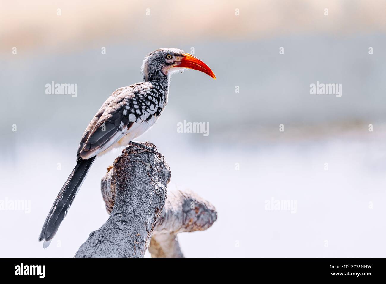 bird southern red-billed hornbill, Tockus rufirostris, loking on tree ...