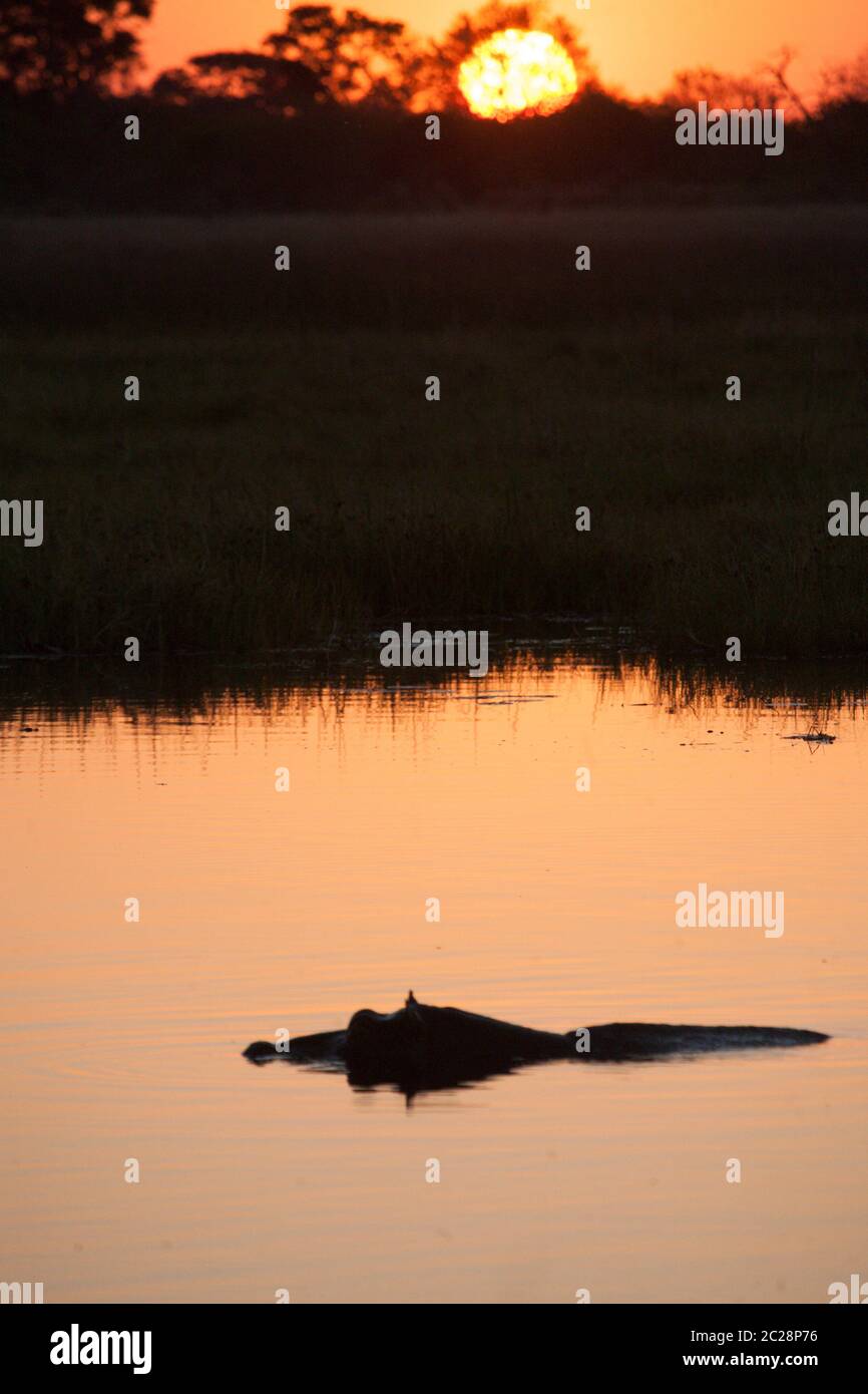 Hyppo in Botswana Stock Photo - Alamy