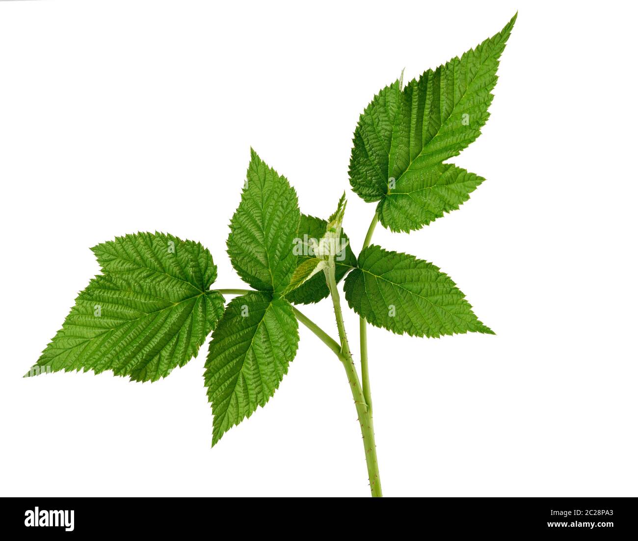raspberry branch with a green stem and leaves on a white background ...
