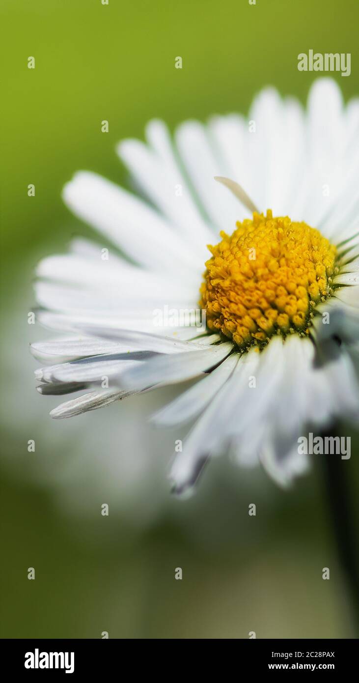 Closeup plan hi-res stock photography and images - Alamy