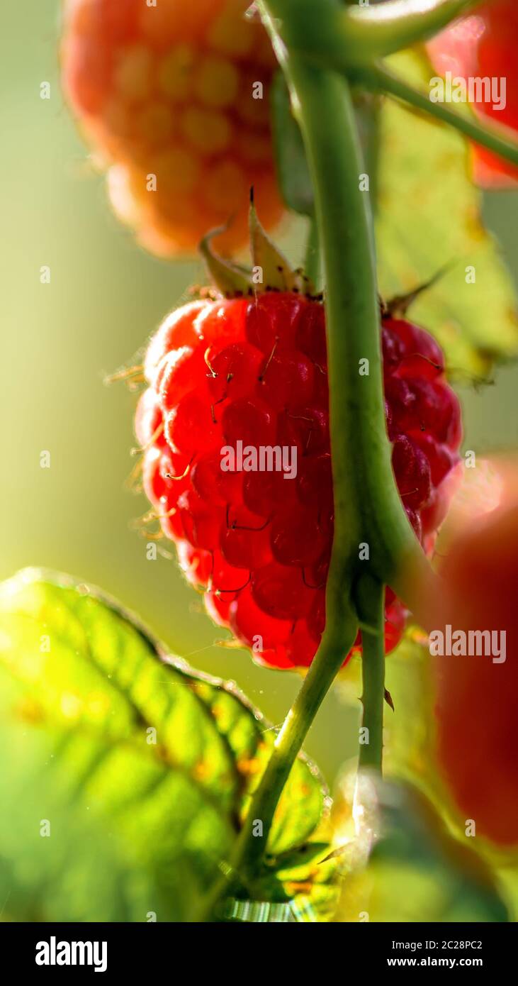 raspberry berry close - up among the leaves, illuminated by the sun ...