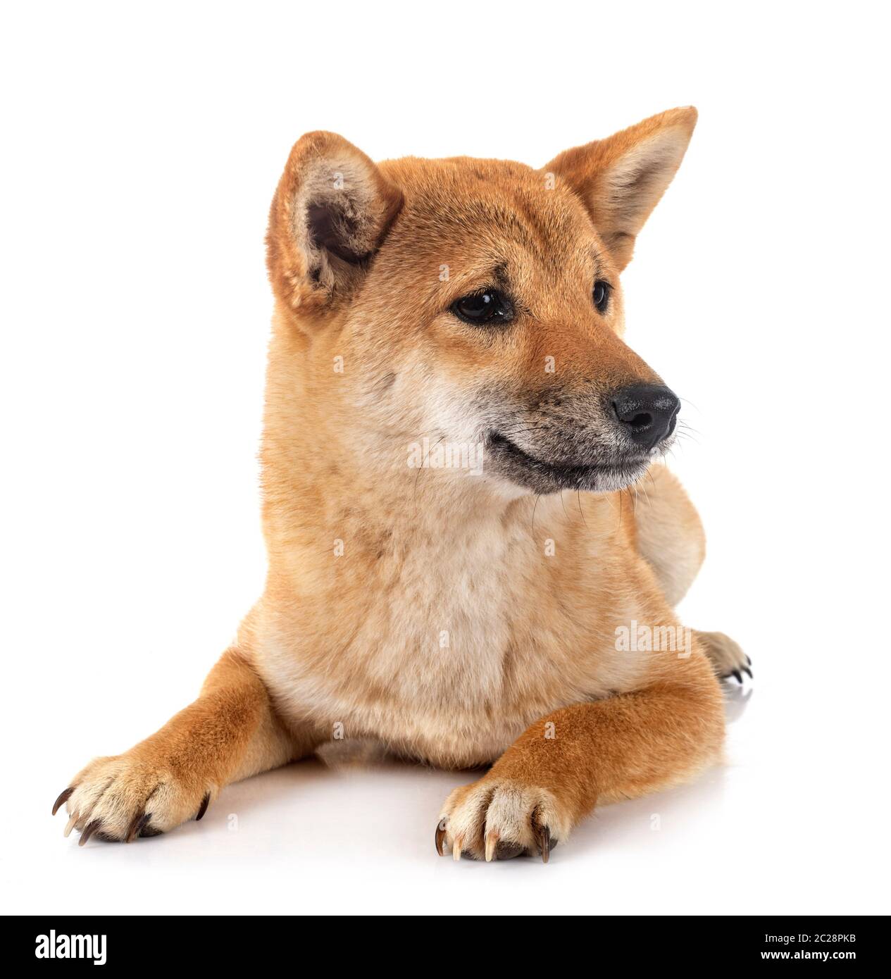 shiba inu in front of white background Stock Photo - Alamy