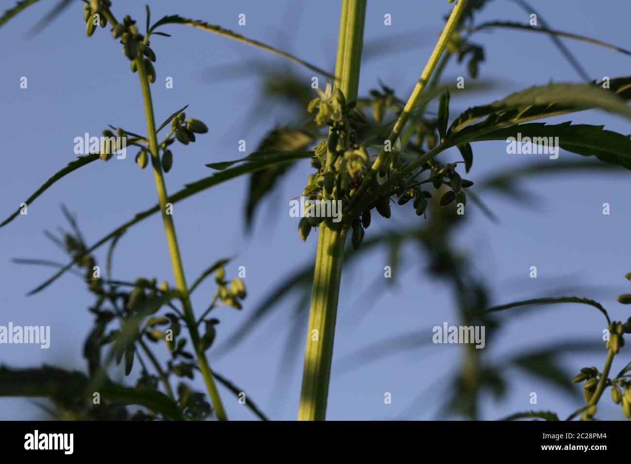 Marijuana Farm. Commercial cultivation of marijuana for pharmaceutical ...