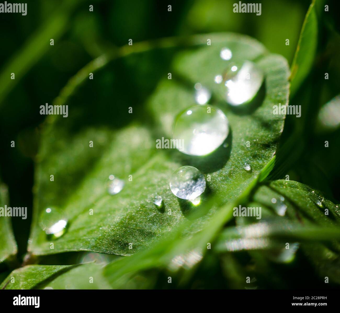 Crystal clear drops hi-res stock photography and images - Alamy