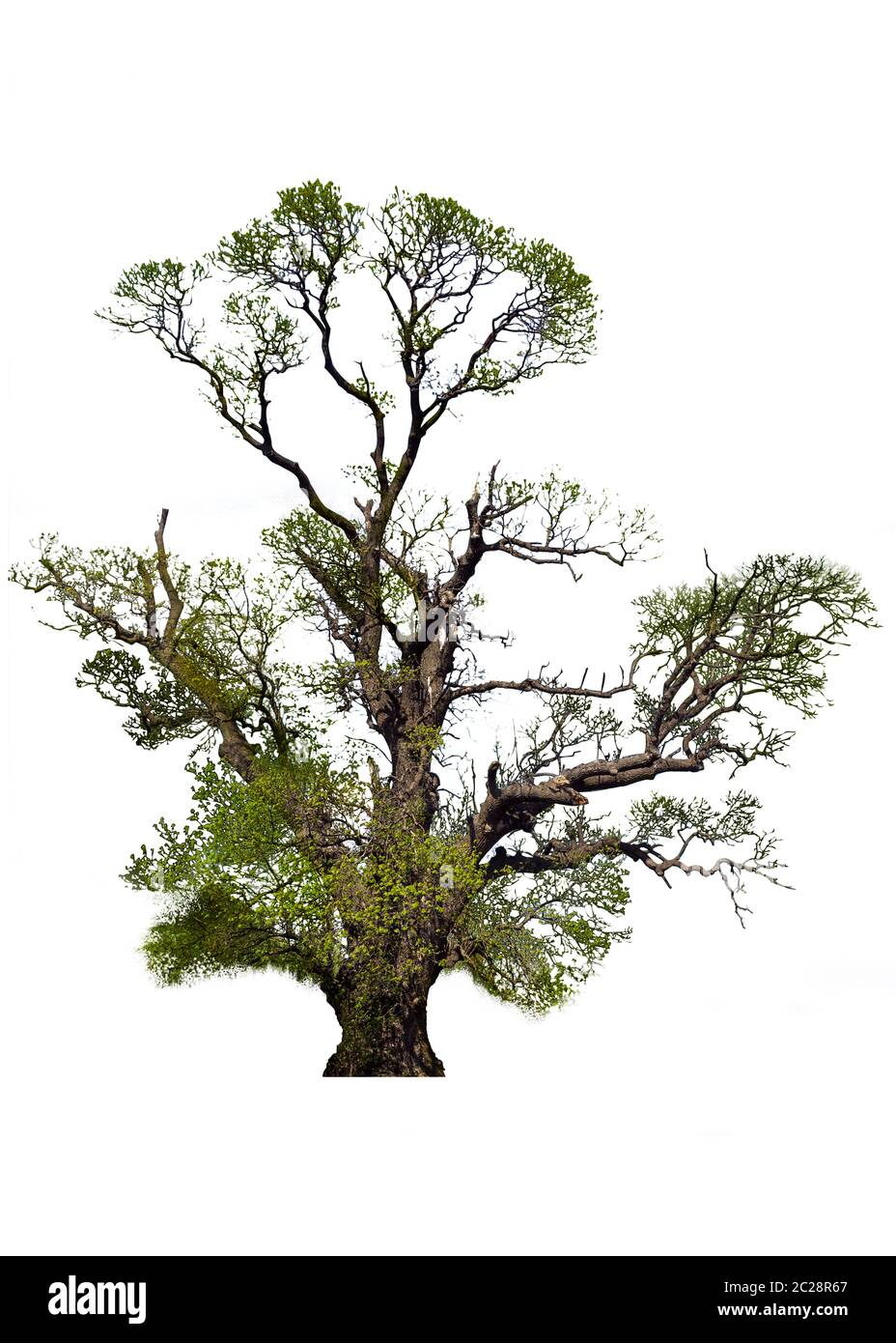 Old Ash Tree With Beautiful Canopy Isolated on White Background Stock ...
