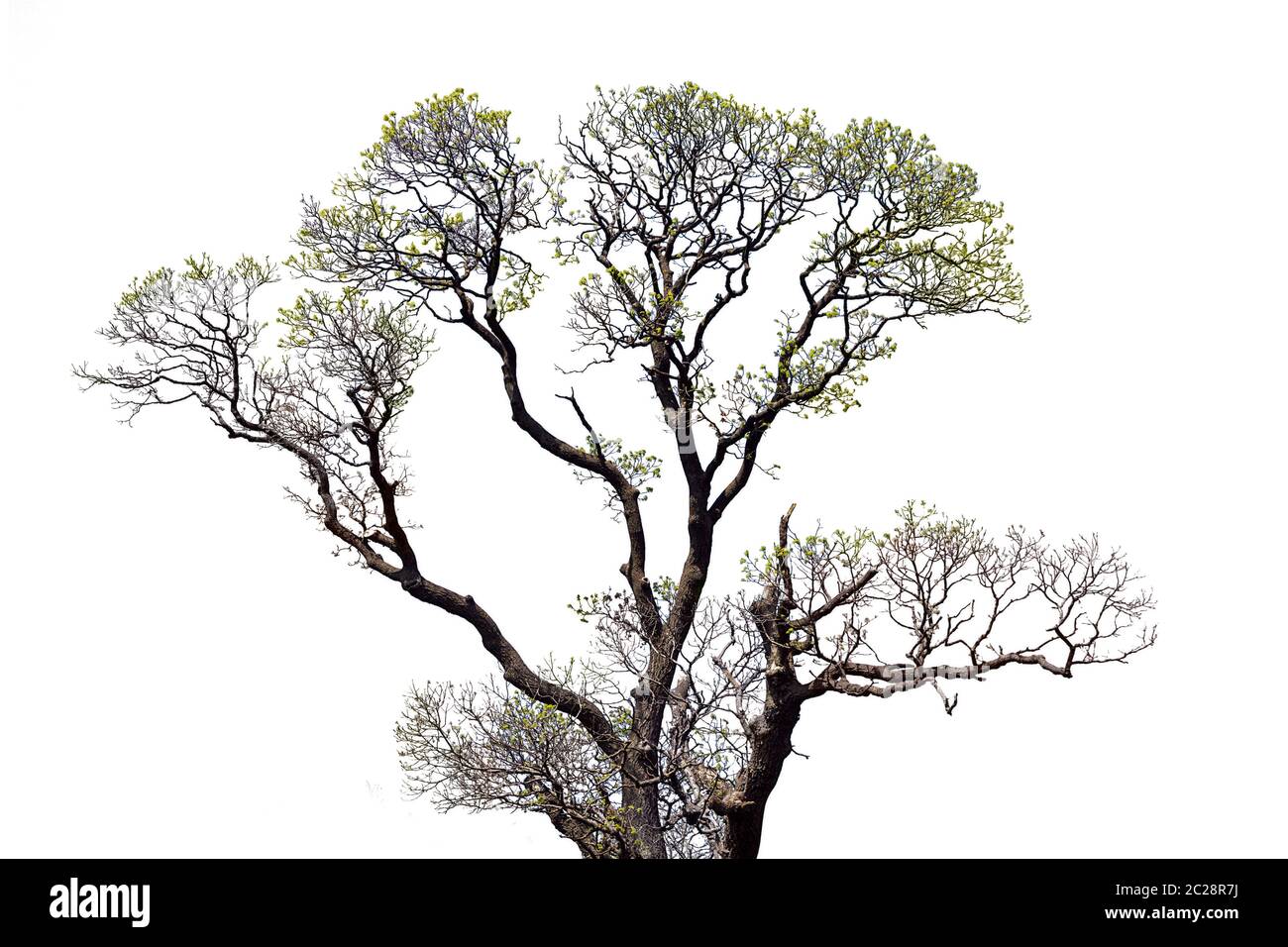 Old Ash Tree With Beautiful Canopy Isolated on White Background Stock ...