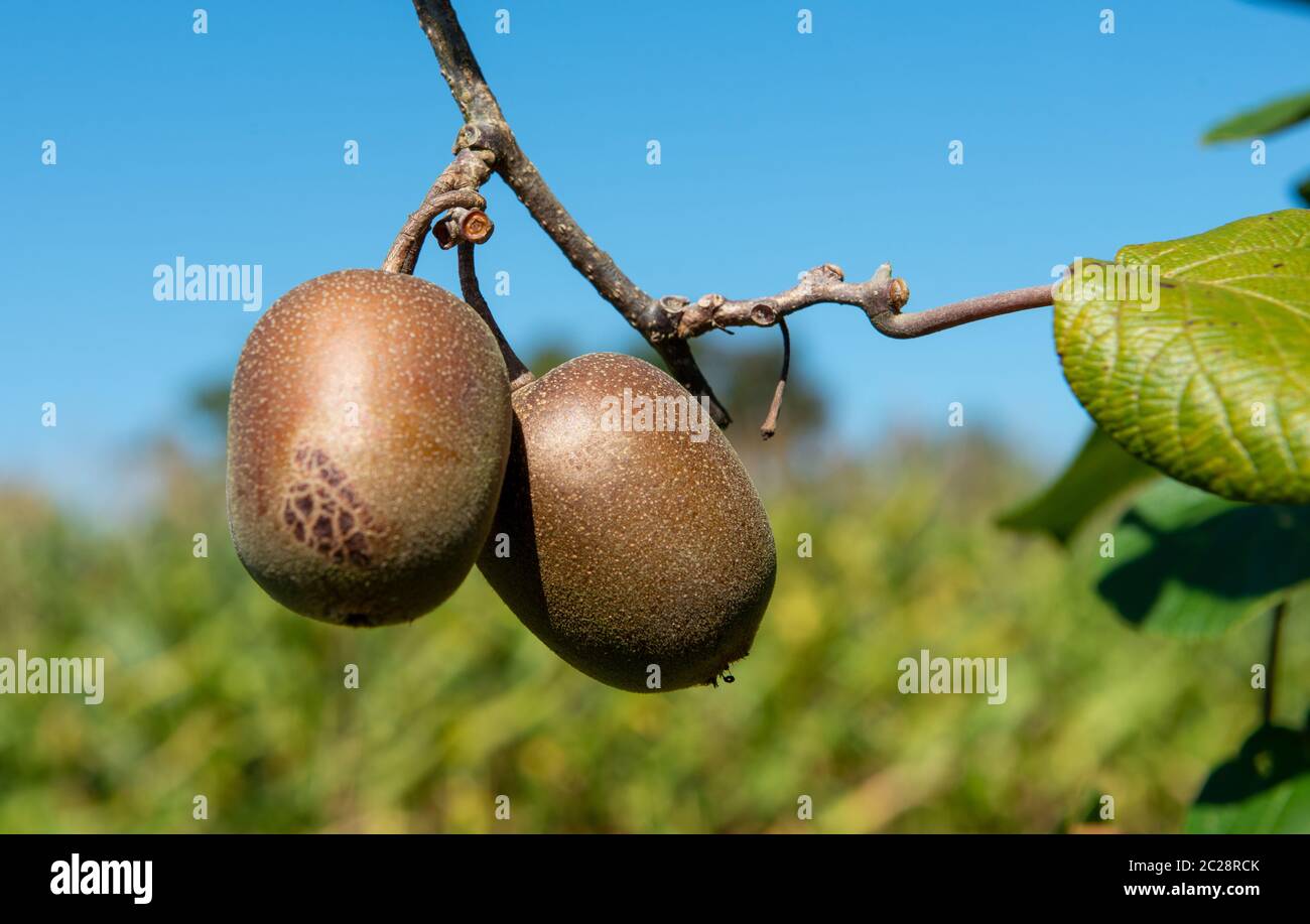 Fresh kiwi fruit on a tree growing. Kiwifruit Actinidia Stock Photo - Alamy