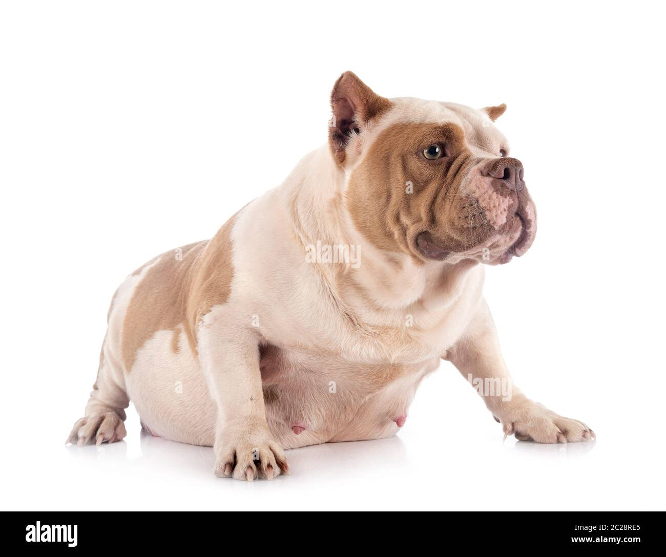 american bully in front of white background Stock Photo - Alamy