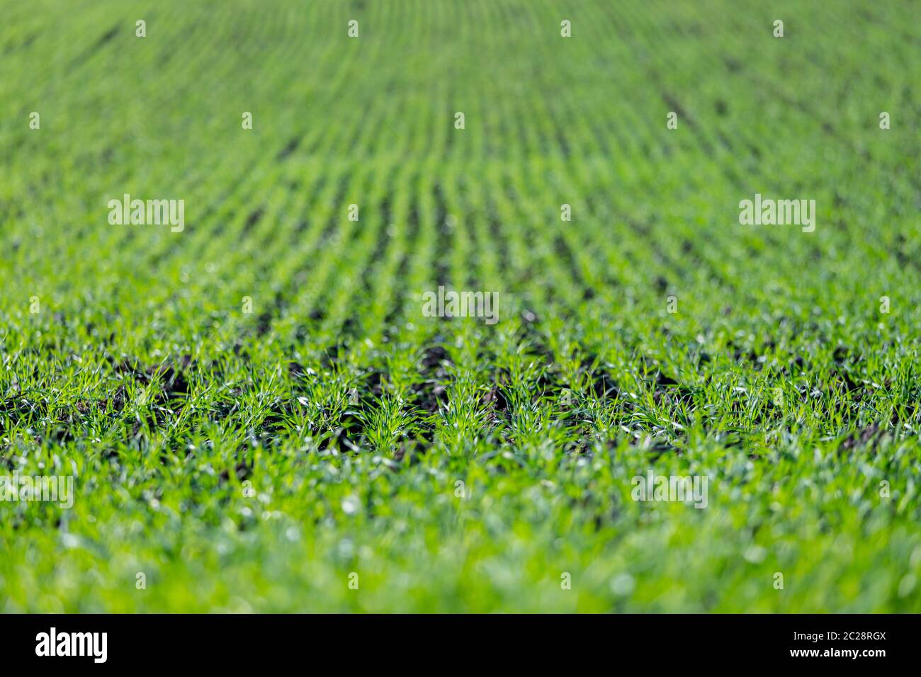 Agriculture field with, fertile fresh green plants Stock Photo - Alamy