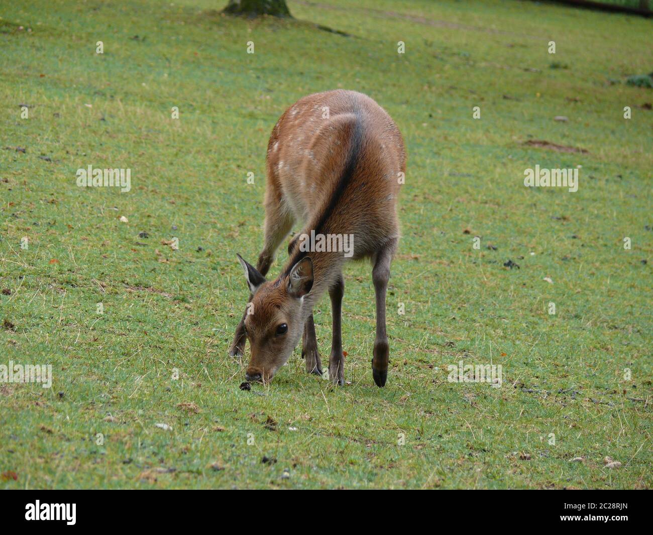 Sika forest hi-res stock photography and images - Alamy