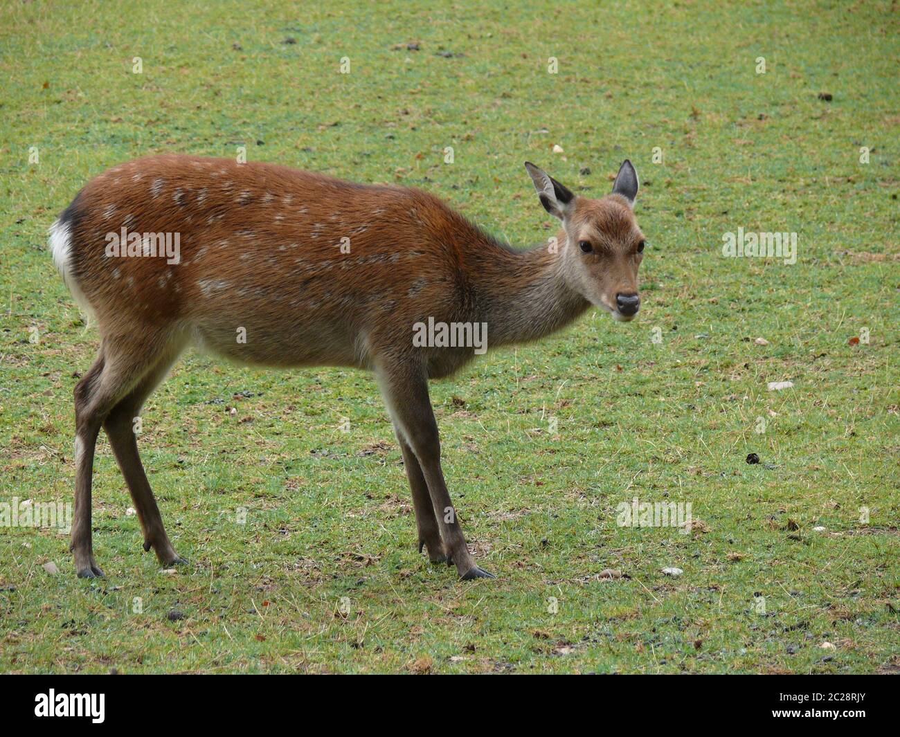 Female Sika deer on a meadow Stock Photo - Alamy