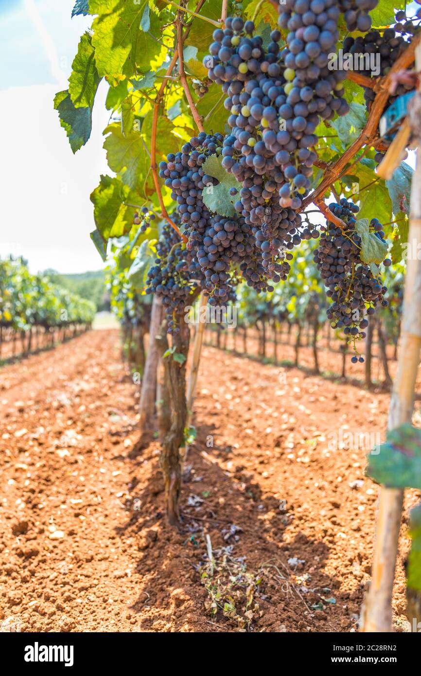 Vinegrowing hi-res stock photography and images - Alamy