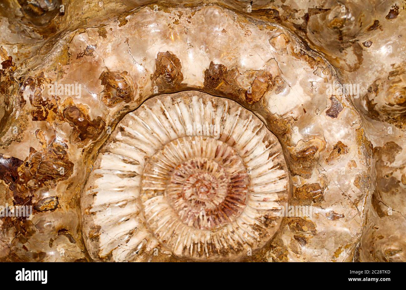 gemstones, shells and semi-precious stones with beautiful colors Stock ...