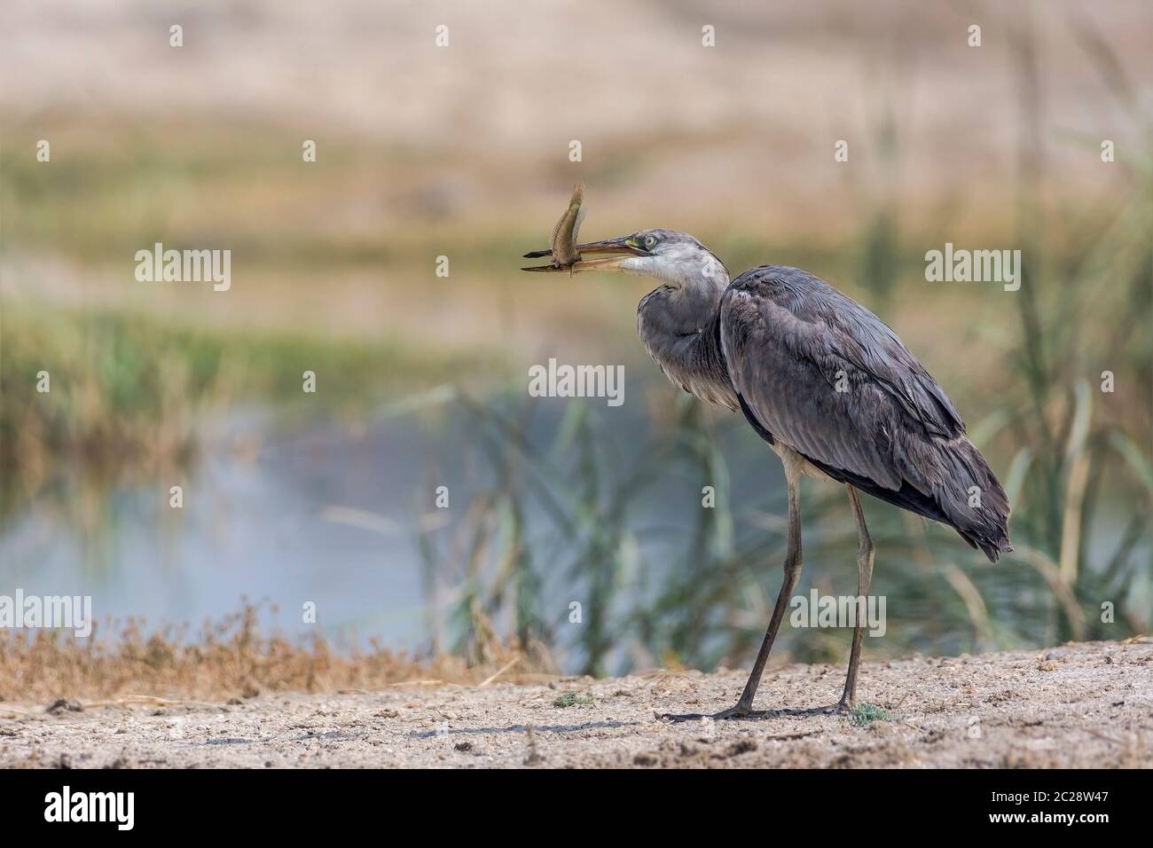 Large fish eating wetland bird hi-res stock photography and images - Alamy