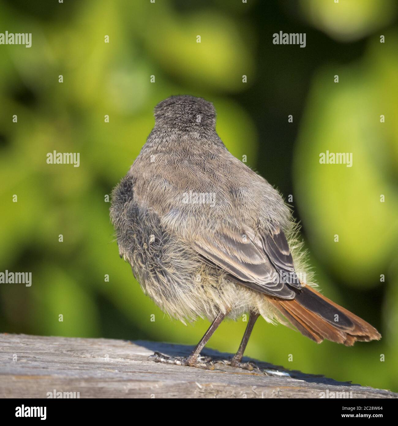 Young sparrow in the garden Stock Photo - Alamy