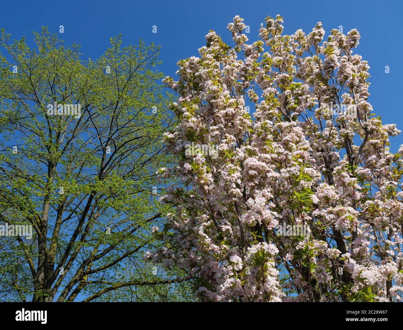 spring time in the german muensterland Stock Photo - Alamy