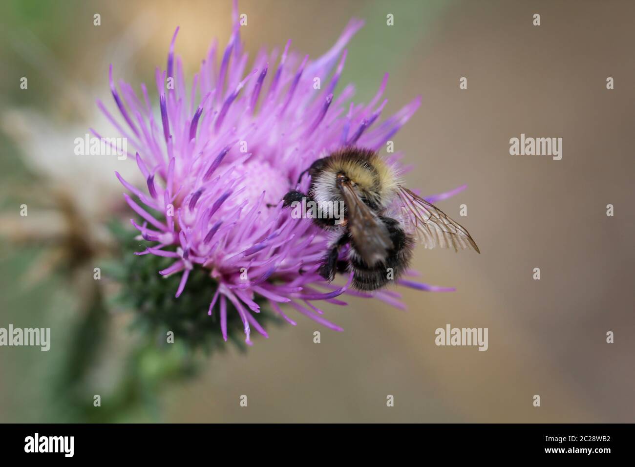 A close up of a bee, insect Stock Photo - Alamy