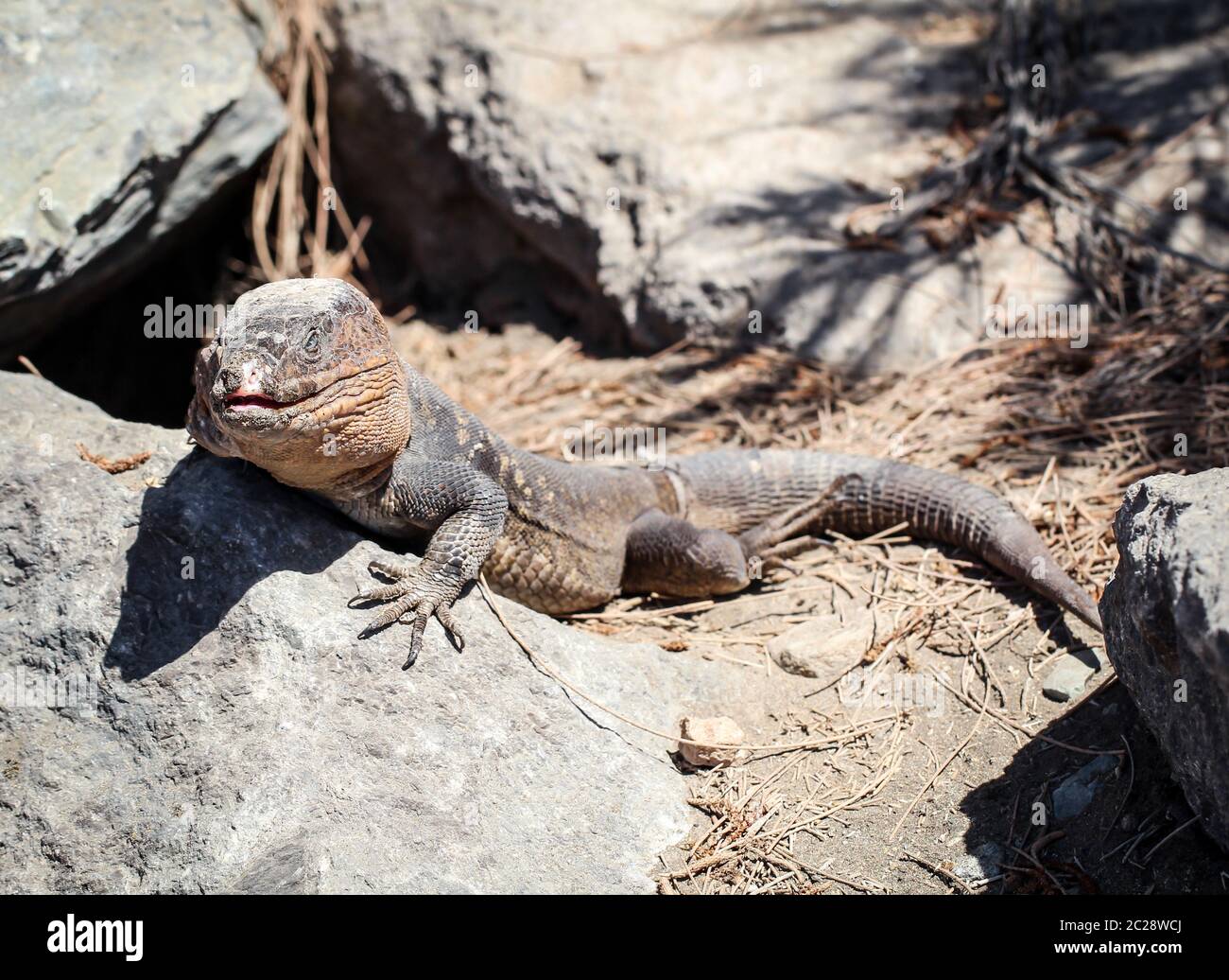 detail of a lizard in the sun on a stone Stock Photo - Alamy