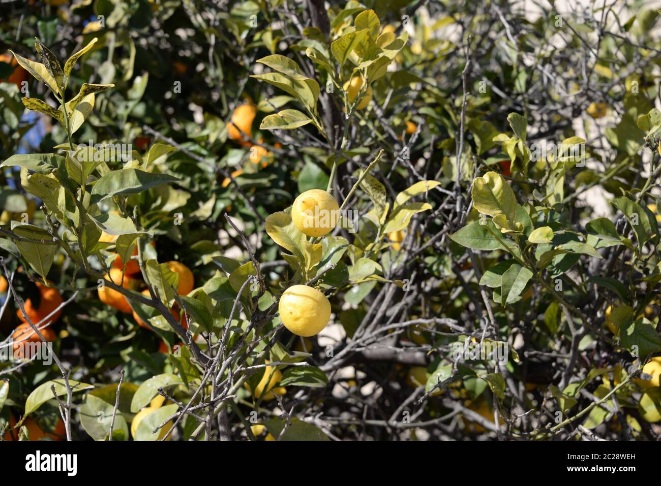 yellow lemons at the lemon tree on the balearic island mallorca, spain ...