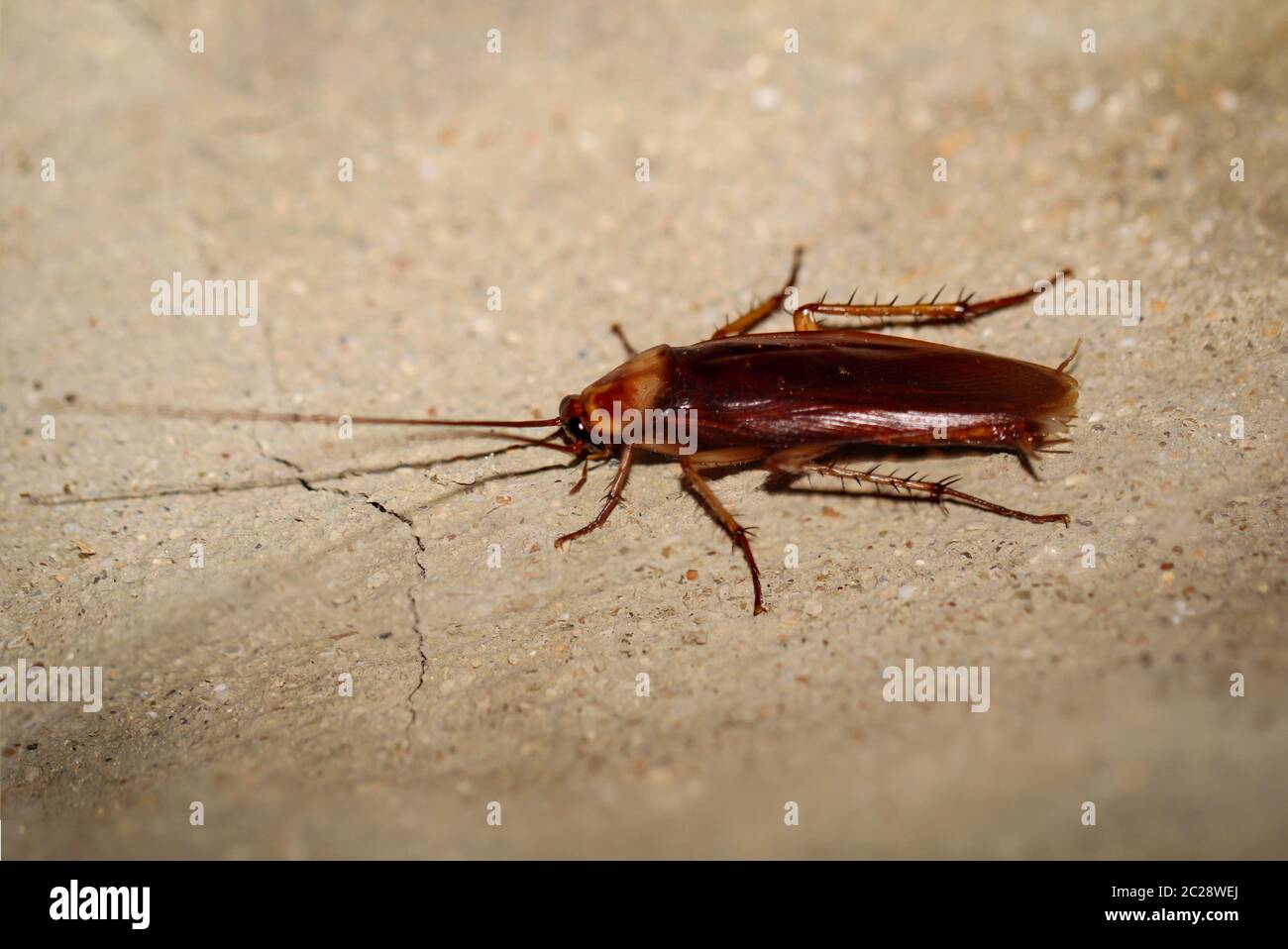 Cockroach nest hi-res stock photography and images - Alamy