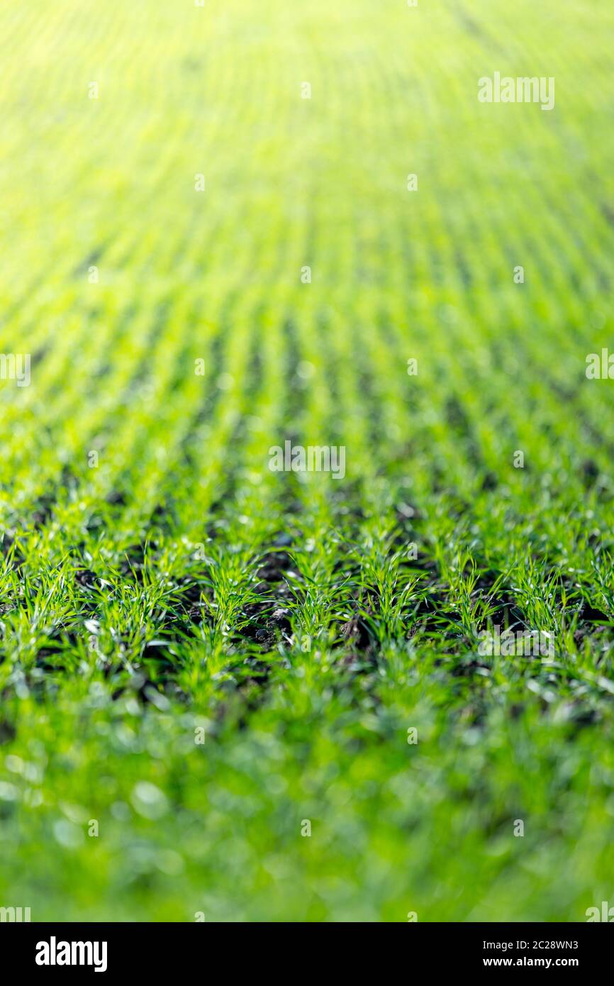 Agriculture field with, fertile fresh green plants Stock Photo - Alamy