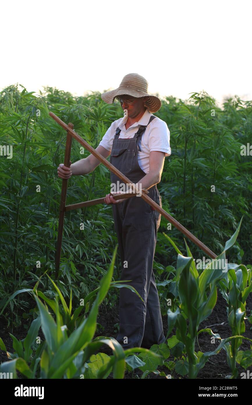 Farmer takes measurements of distance between rows in a hemp field ...