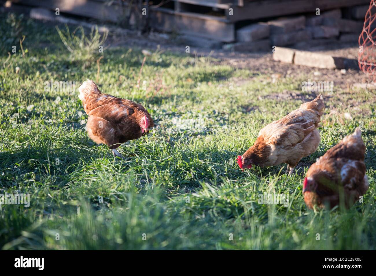 Happy chickens hi-res stock photography and images - Alamy
