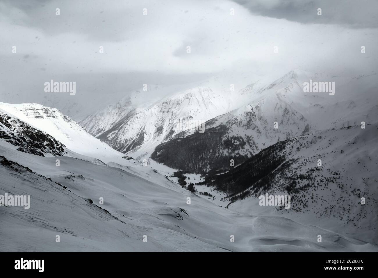 Forest in winter snow falling heavily blown by wind Stock Photo - Alamy