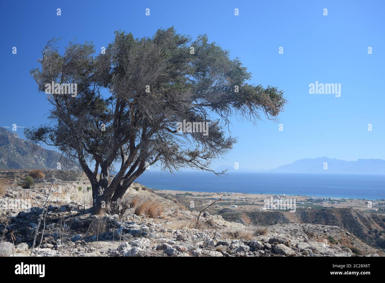 Tree at Antimachia on Kos Stock Photo - Alamy