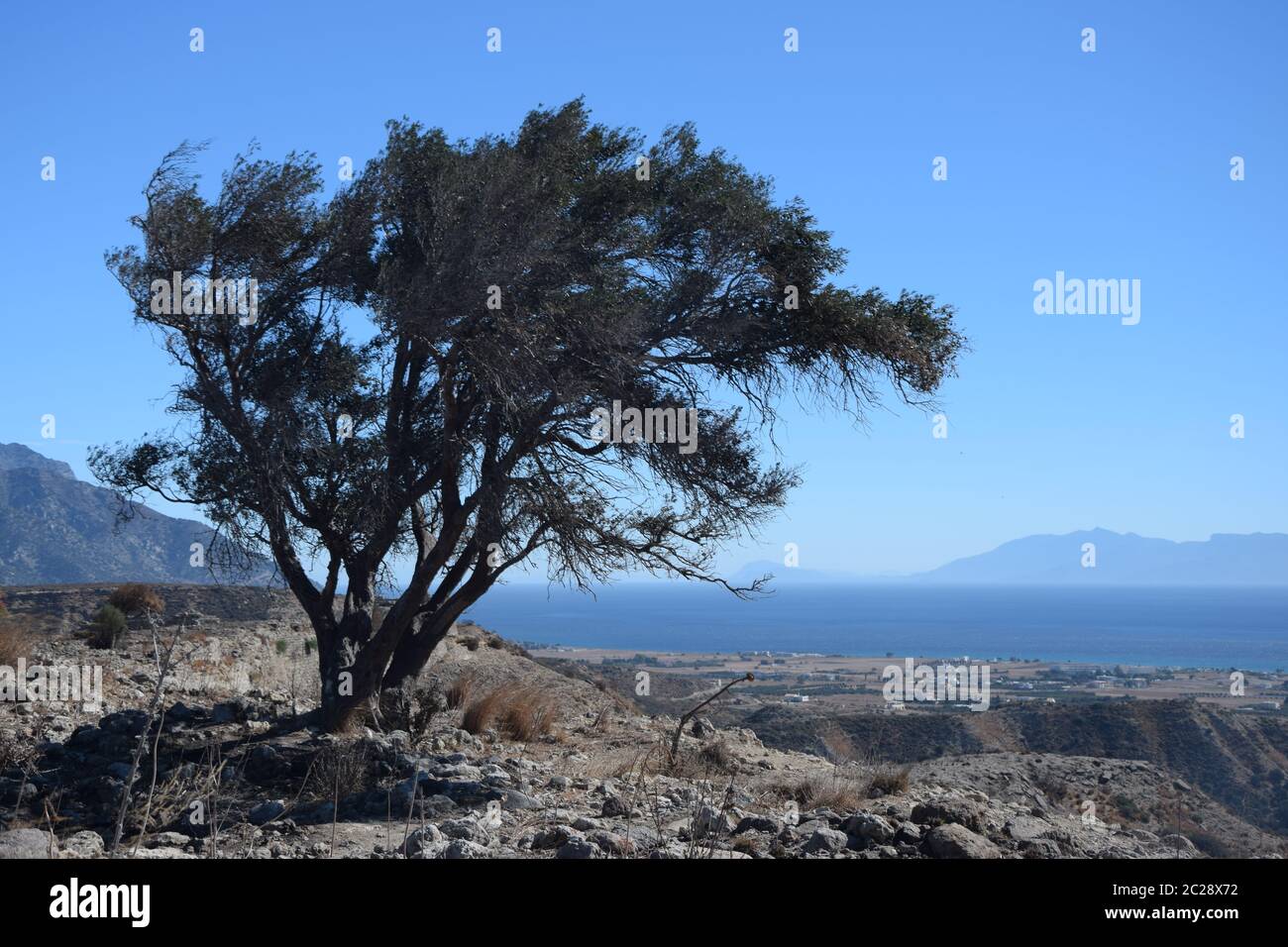 Tree at Antimachia on Kos Stock Photo - Alamy