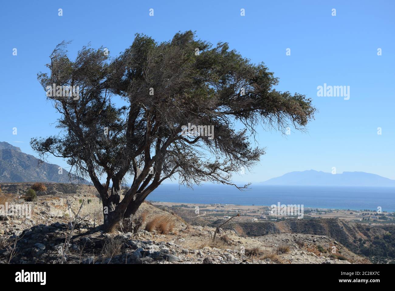 Tree at Antimachia on Kos Stock Photo - Alamy
