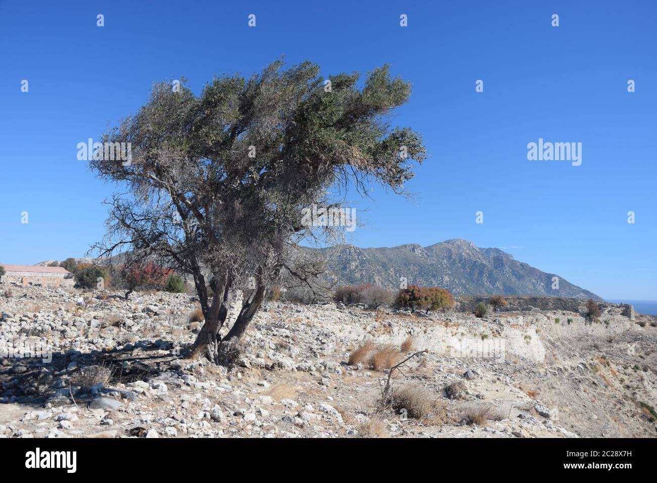 Tree at Antimachia on Kos Stock Photo - Alamy