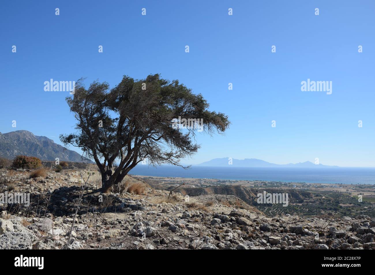Tree at Antimachia on Kos Stock Photo - Alamy