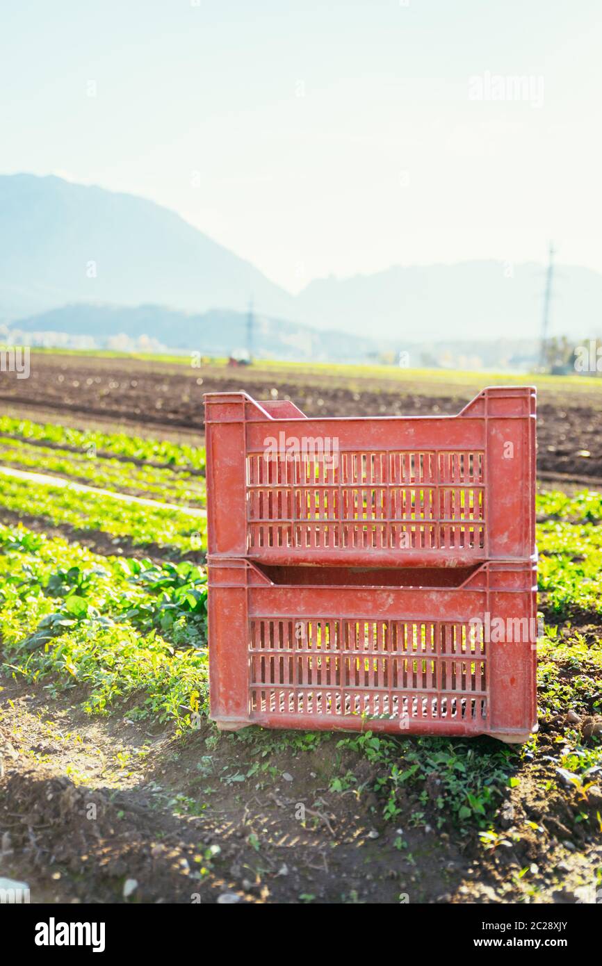 Vegetable box on agriculture field Stock Photo - Alamy