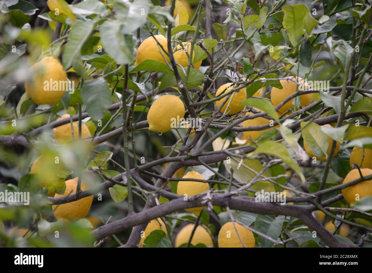 yellow lemons at the lemon tree on the balearic island mallorca, spain ...