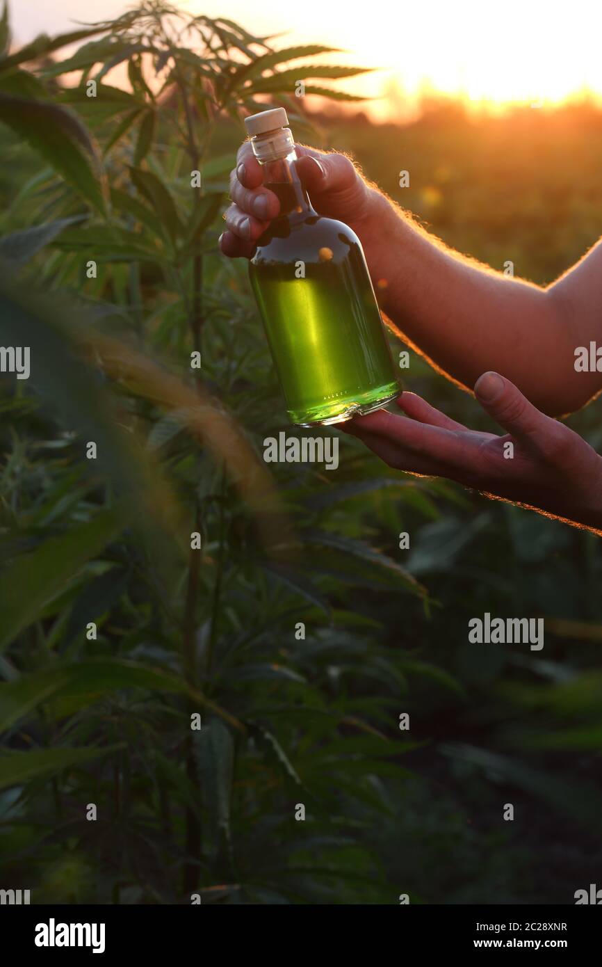 Male hand holds a bottle of hemp wine at sunset in a hemp field Stock ...