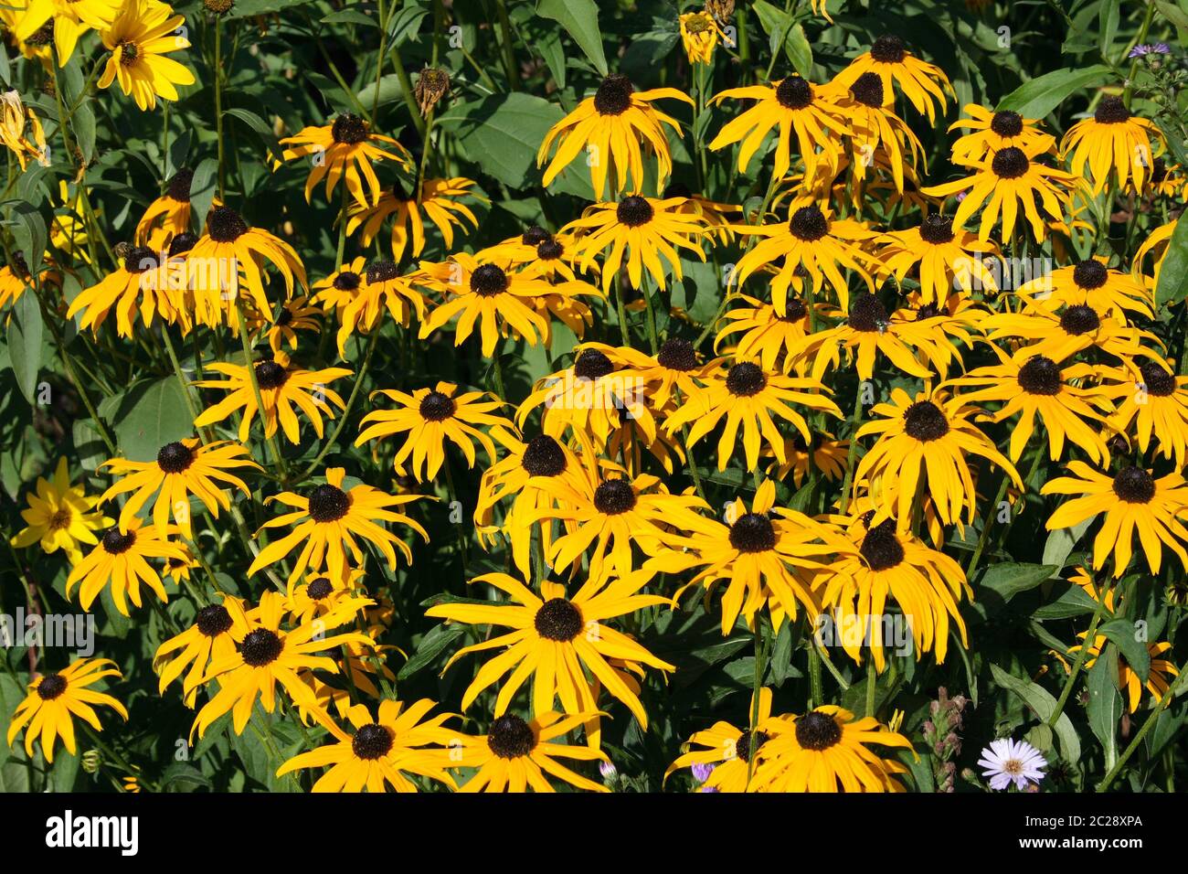 Echinacea cone flower hi-res stock photography and images - Alamy