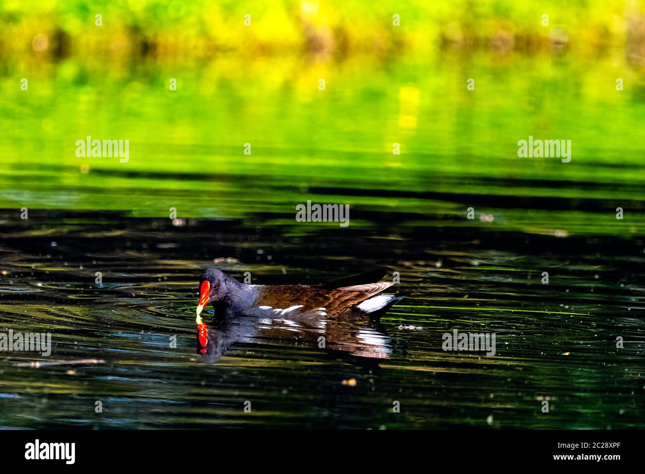 Eurasian common moorhen (Gallinula chloropus) also known as marsh hen ...