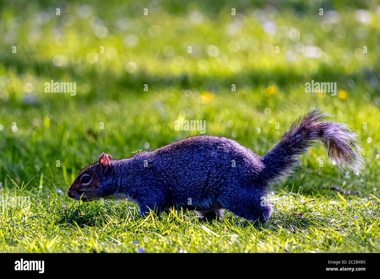 Eastern gray squirrel (Sciurus carolinensis) in British park Stock ...