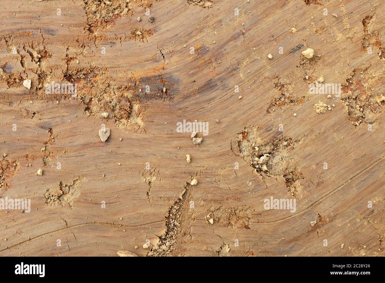 Weathered Weald clay surface, scraped smooth by excavation. Golden ...