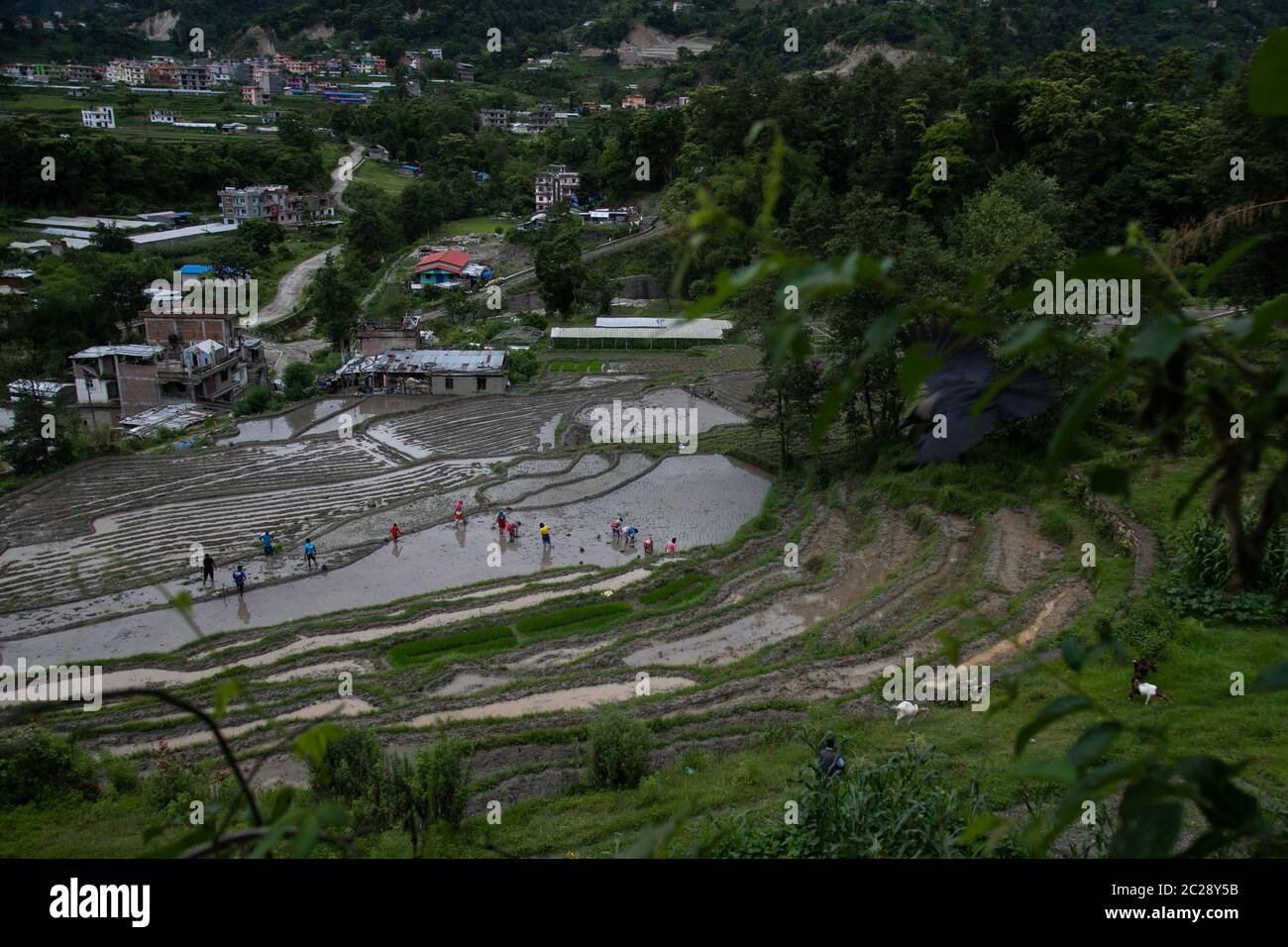 Fastest growing plant in the world hi-res stock photography and images ...