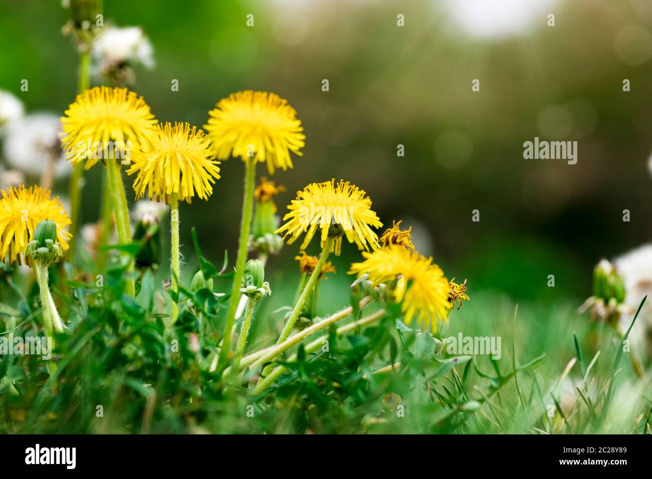Fluffy yellow flowers hi-res stock photography and images - Alamy
